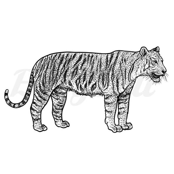 Observing Tiger Temporary Tattoo | EasyTatt™