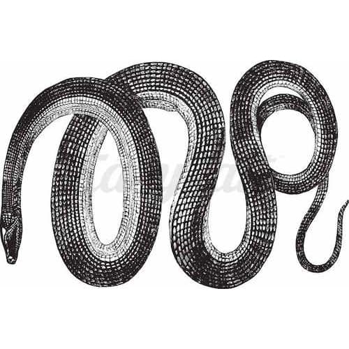 Wrapped Snake Temporary Tattoo | EasyTatt™